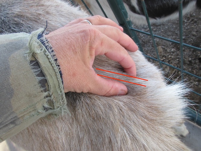 Is Goat Labor Imminent? How to Check Ligaments - Goat Journal